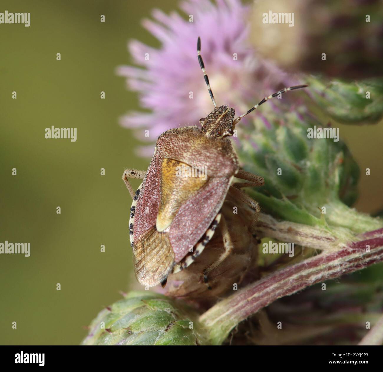 Sloe Bug (Dolycoris baccarum Stock Photo - Alamy