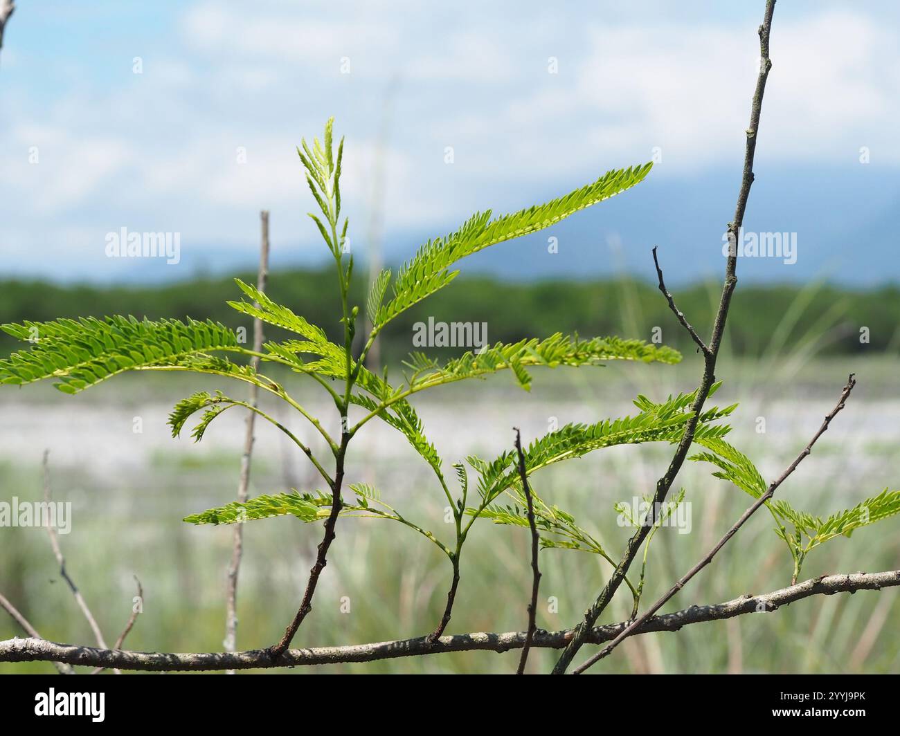 White leadtree (Leucaena leucocephala Stock Photo - Alamy