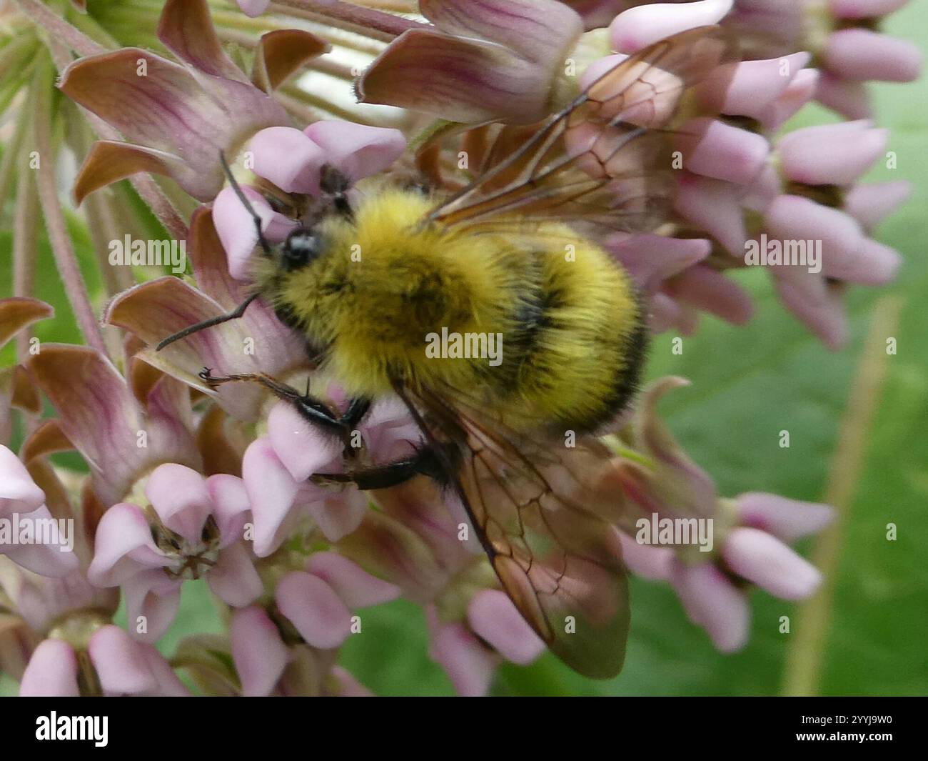 Perplexing Bumble Bee (Bombus perplexus Stock Photo - Alamy