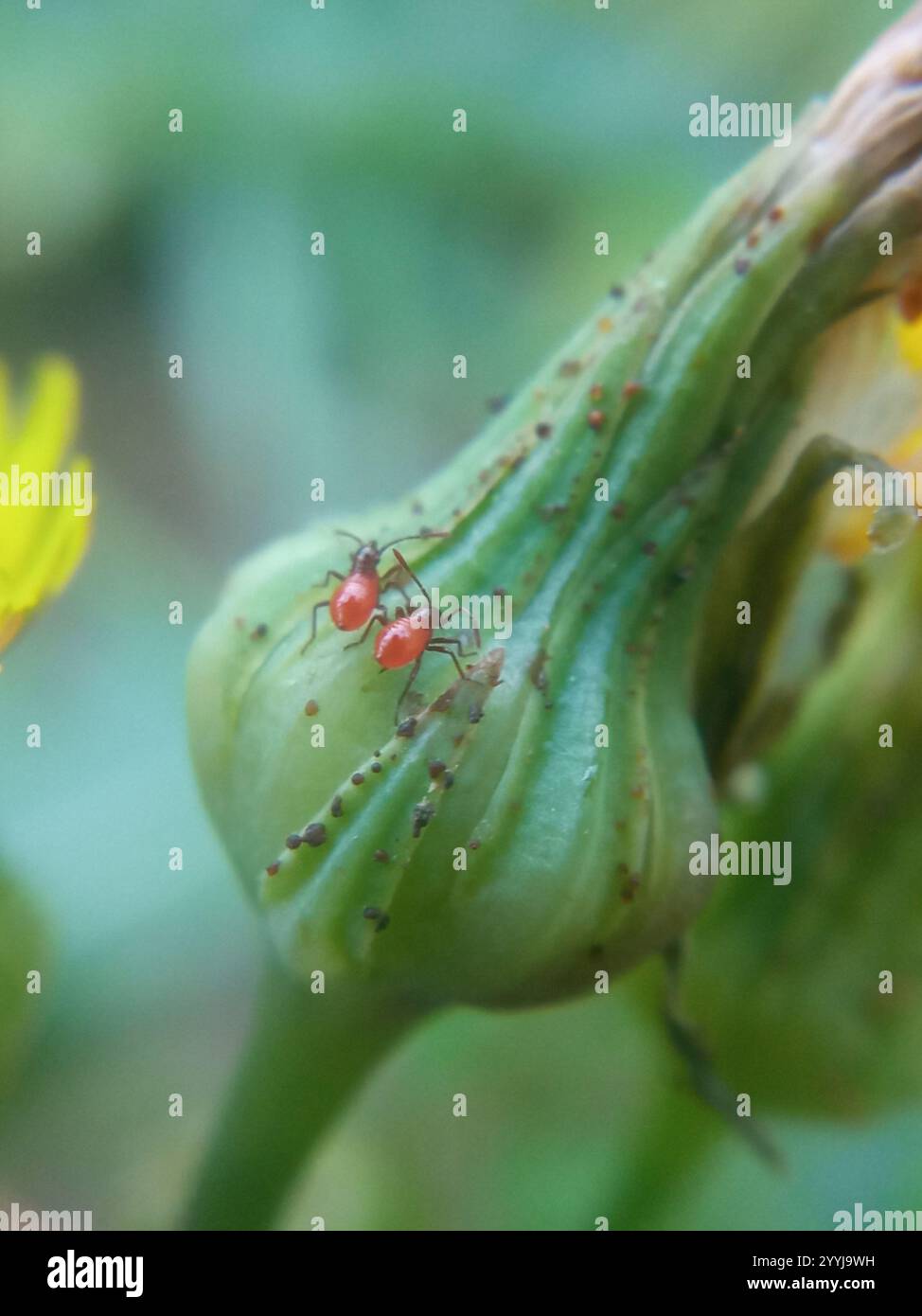 True Bugs (Heteroptera Stock Photo - Alamy