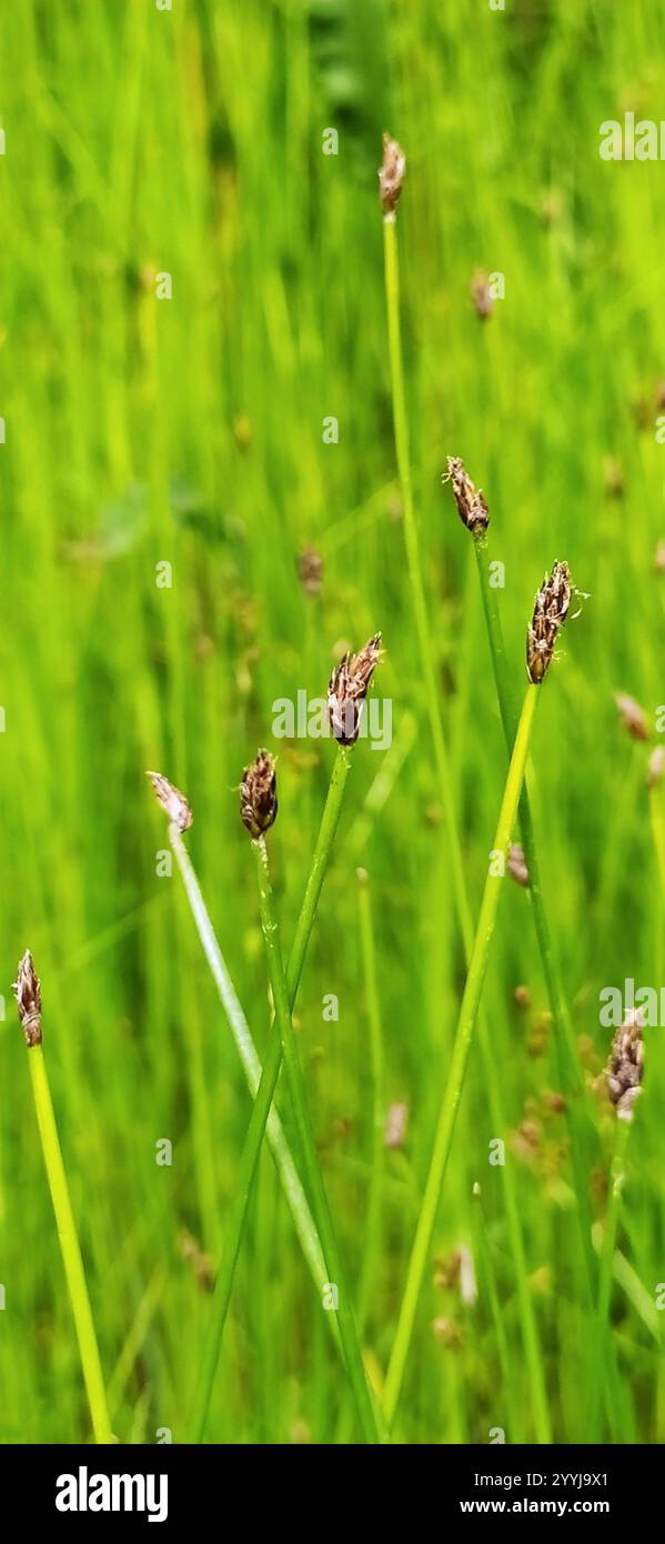 common spikerush (Eleocharis palustris Stock Photo - Alamy