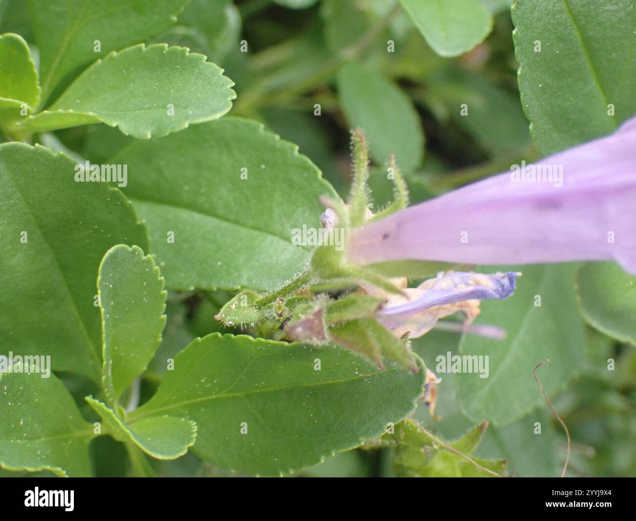 Eggleaf Beardtongue (Penstemon ellipticus Stock Photo - Alamy