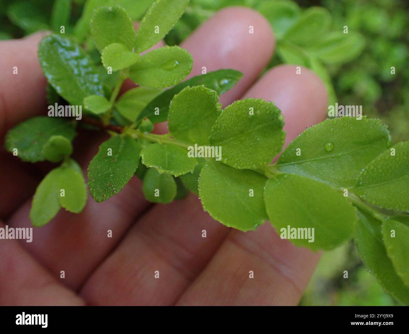 Oregon Boxwood (Paxistima myrsinites Stock Photo - Alamy