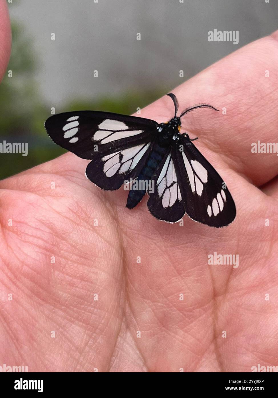 Police Car Moth (Gnophaela vermiculata Stock Photo - Alamy