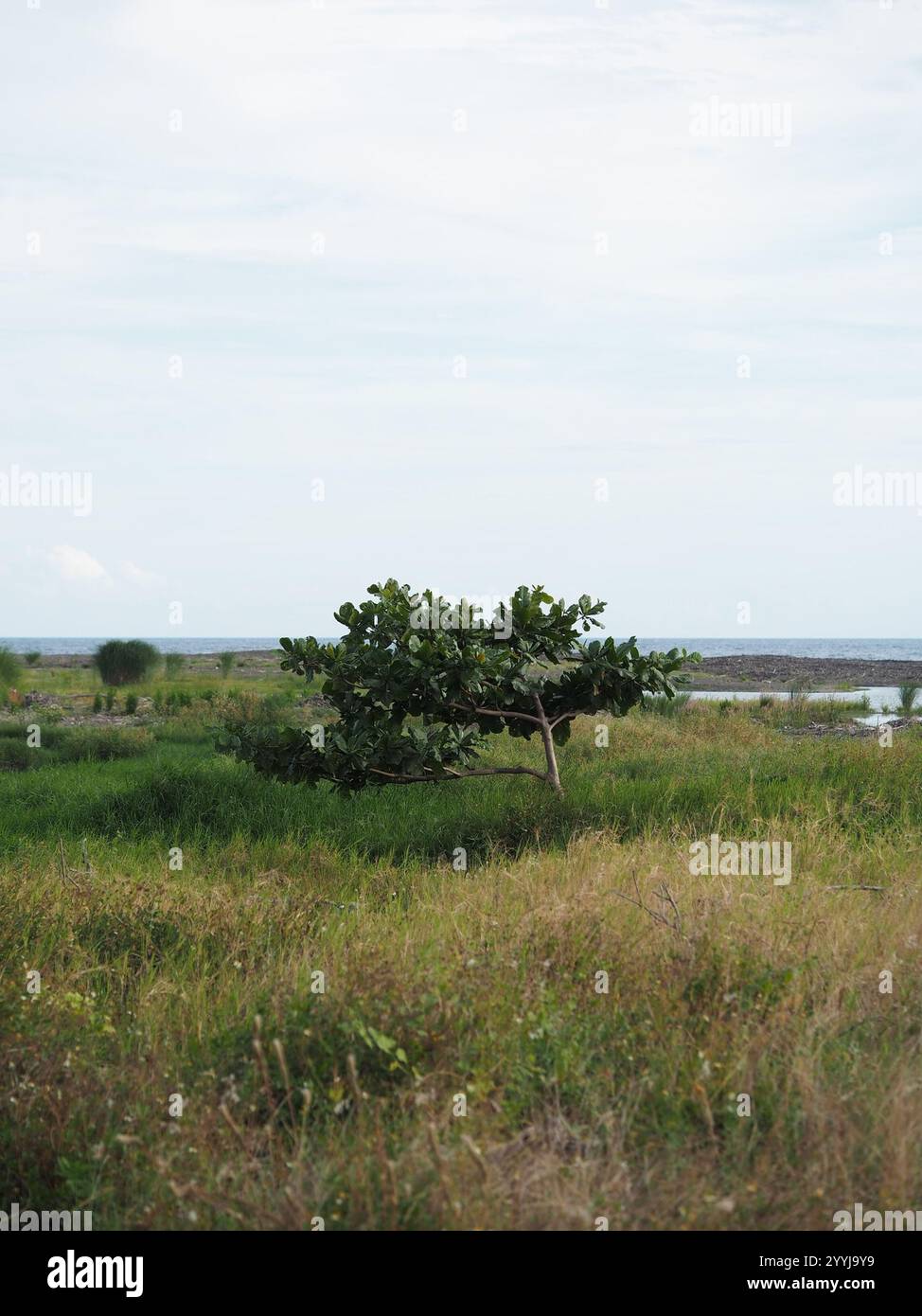 Sea Almond (Terminalia catappa Stock Photo - Alamy