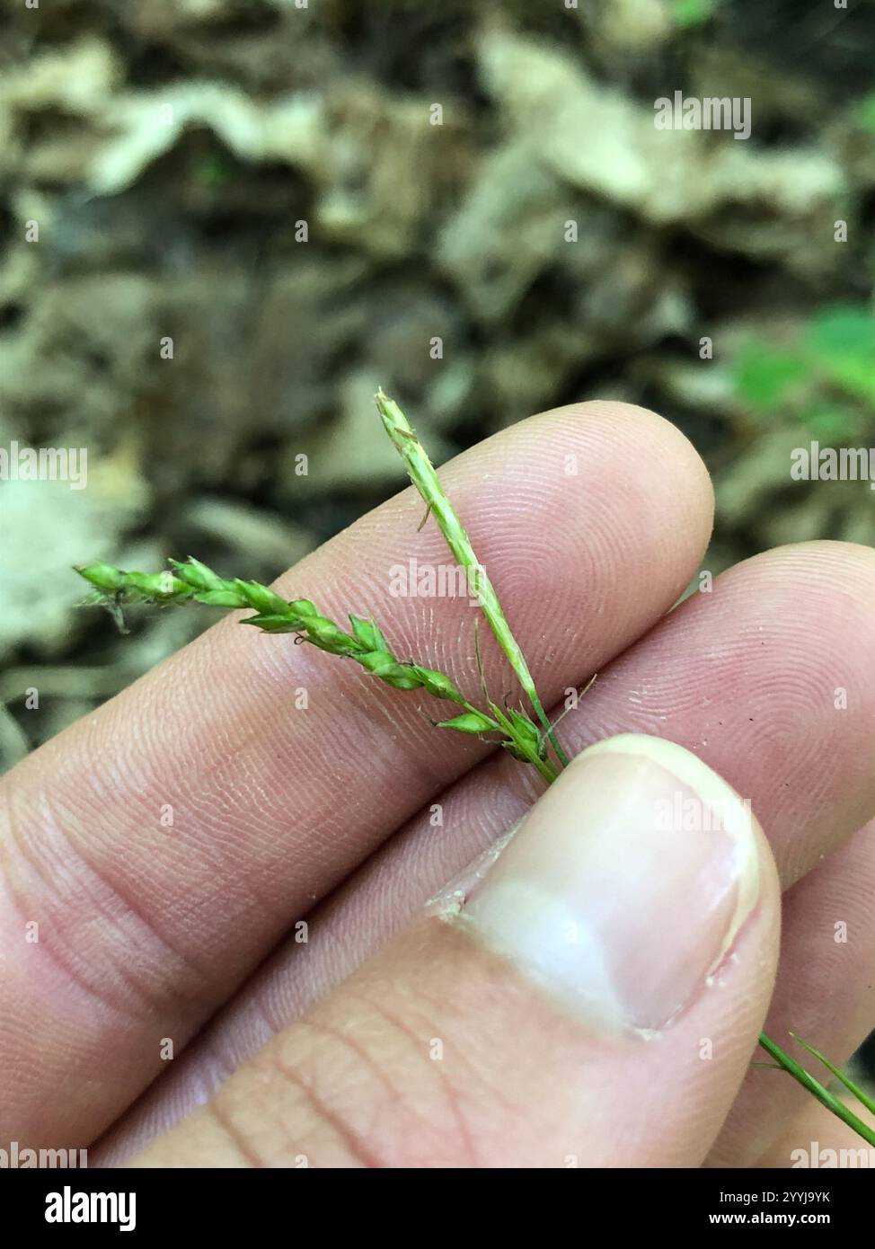 drooping woodland sedge (Carex arctata Stock Photo - Alamy