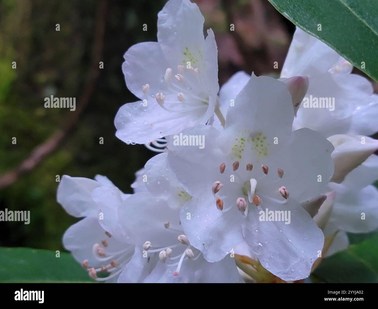 great rhododendron (Rhododendron maximum Stock Photo - Alamy