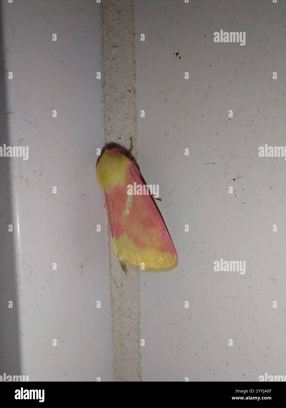 Primrose Moth (Schinia florida Stock Photo - Alamy