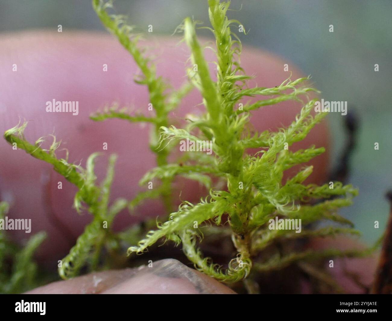 Sickle-leaved Hook-moss (Sanionia uncinata Stock Photo - Alamy