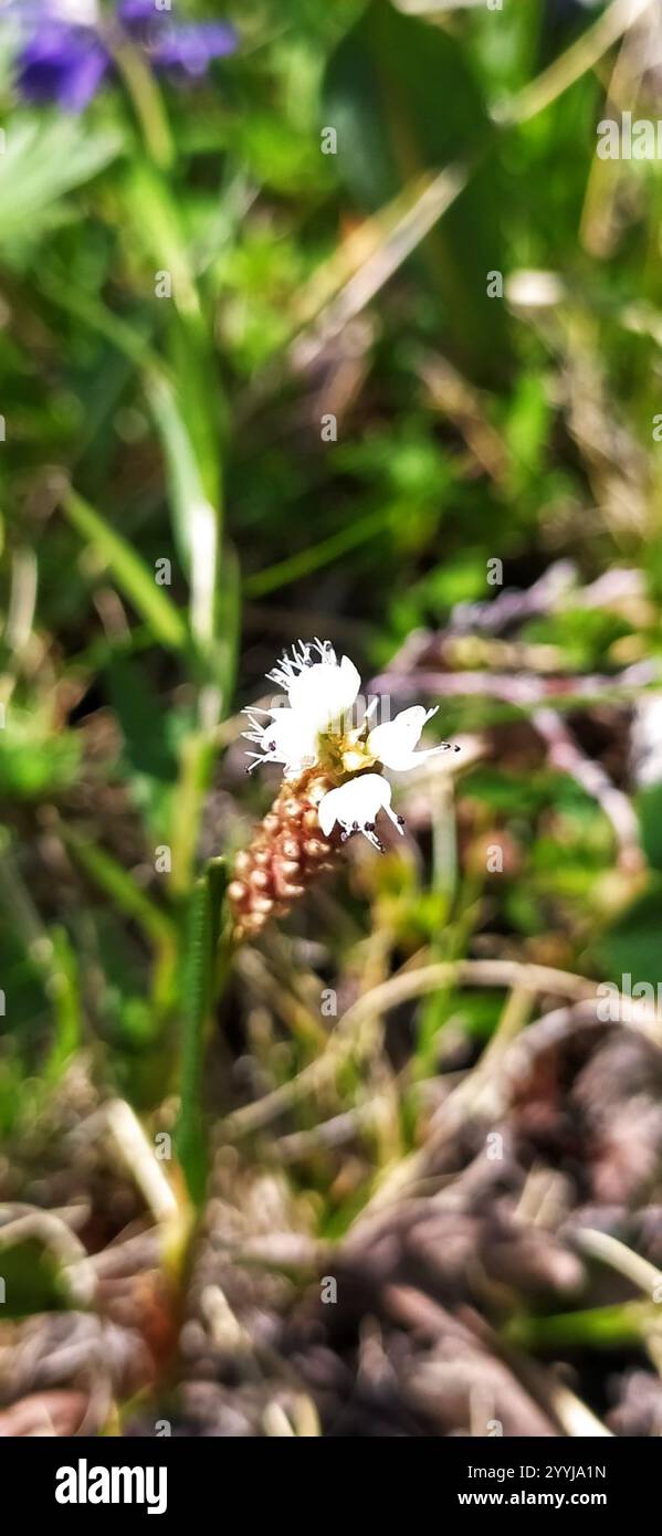alpine bistort (Bistorta vivipara Stock Photo - Alamy