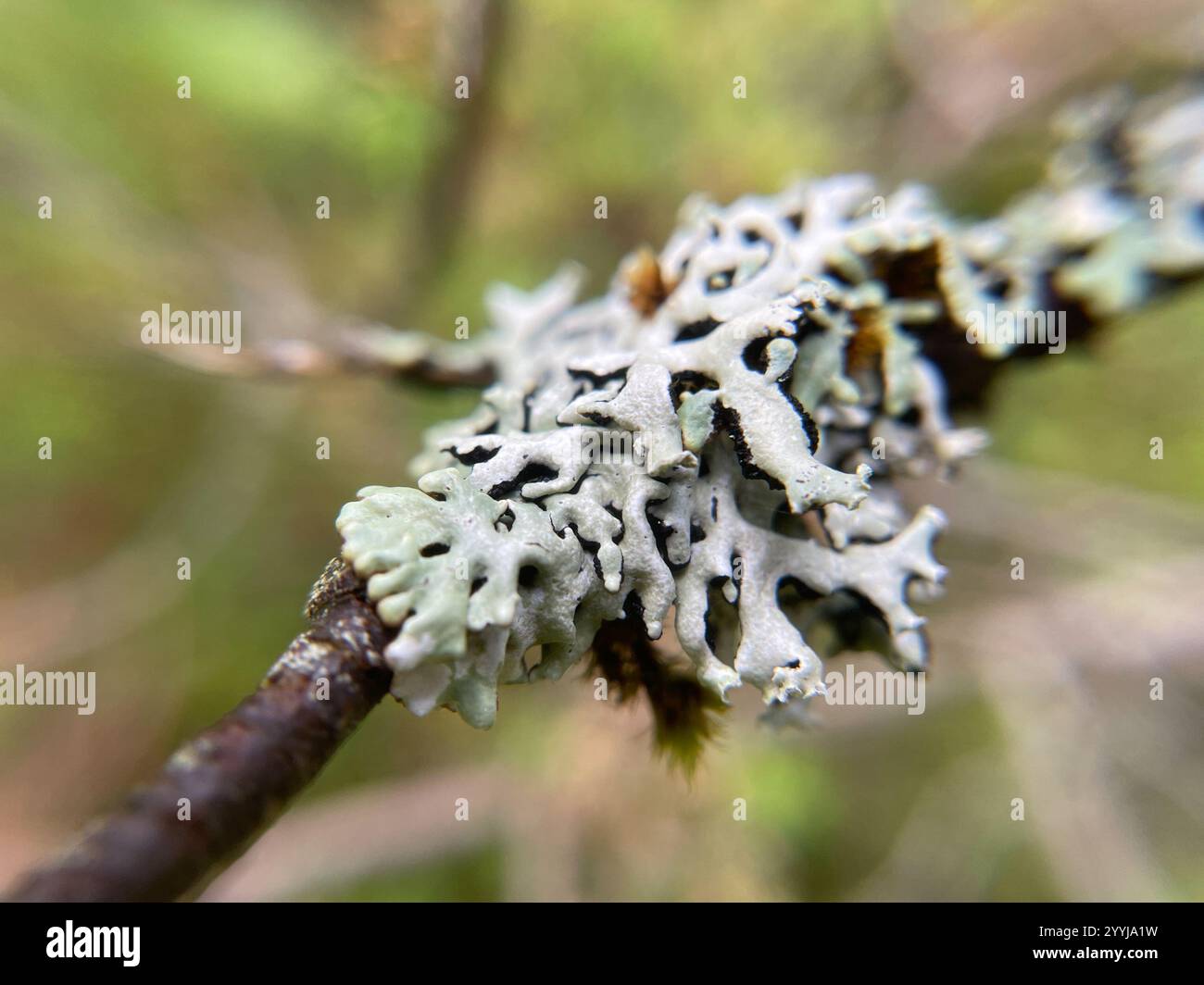 Tube Lichens (Hypogymnia Stock Photo - Alamy