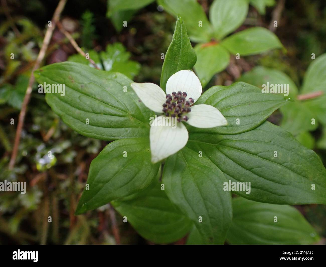Western Bunchberry (Cornus unalaschkensis Stock Photo - Alamy