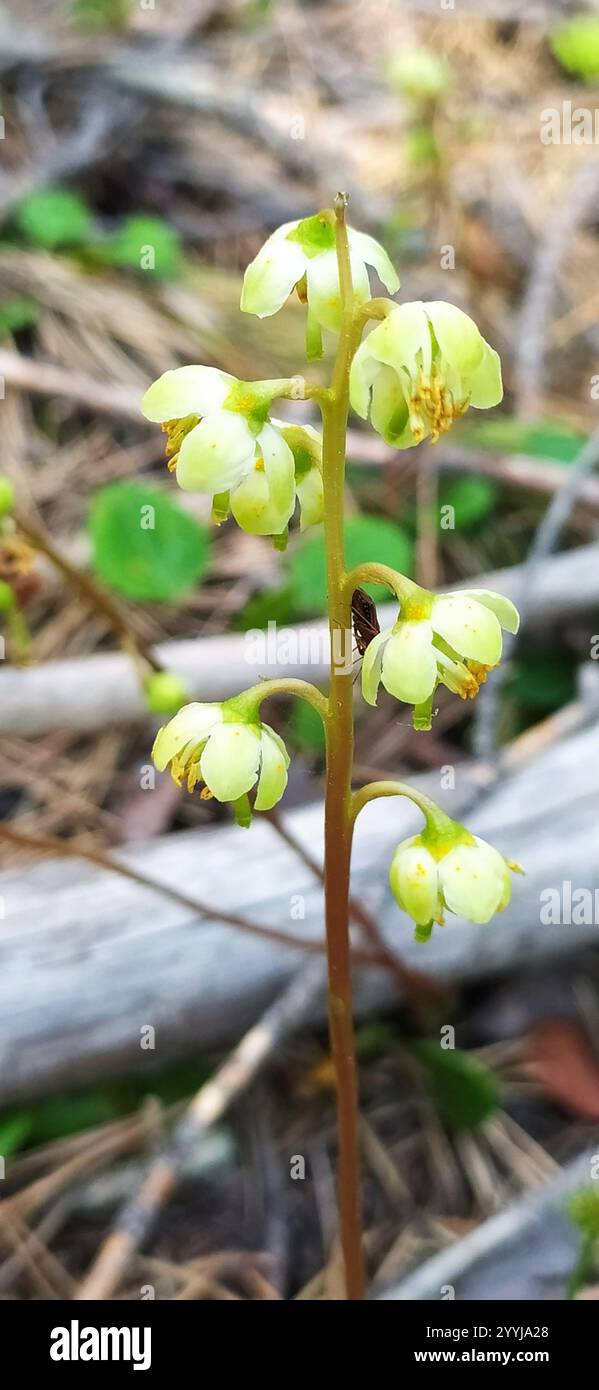 green-flowered wintergreen (Pyrola chlorantha Stock Photo - Alamy