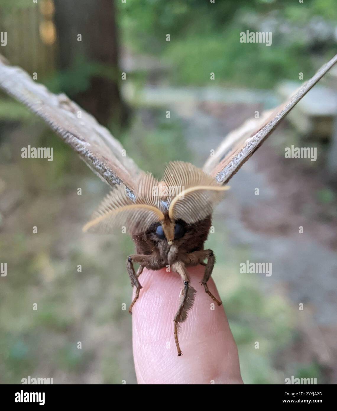 Polyphemus Moth (Antheraea polyphemus Stock Photo - Alamy