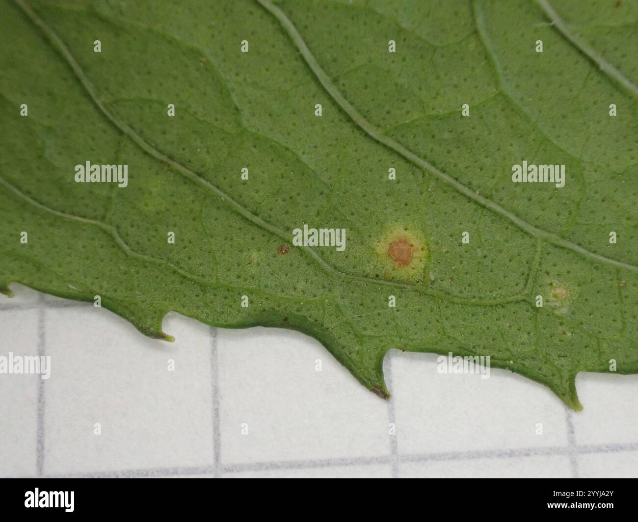 mint rust (Puccinia menthae Stock Photo - Alamy