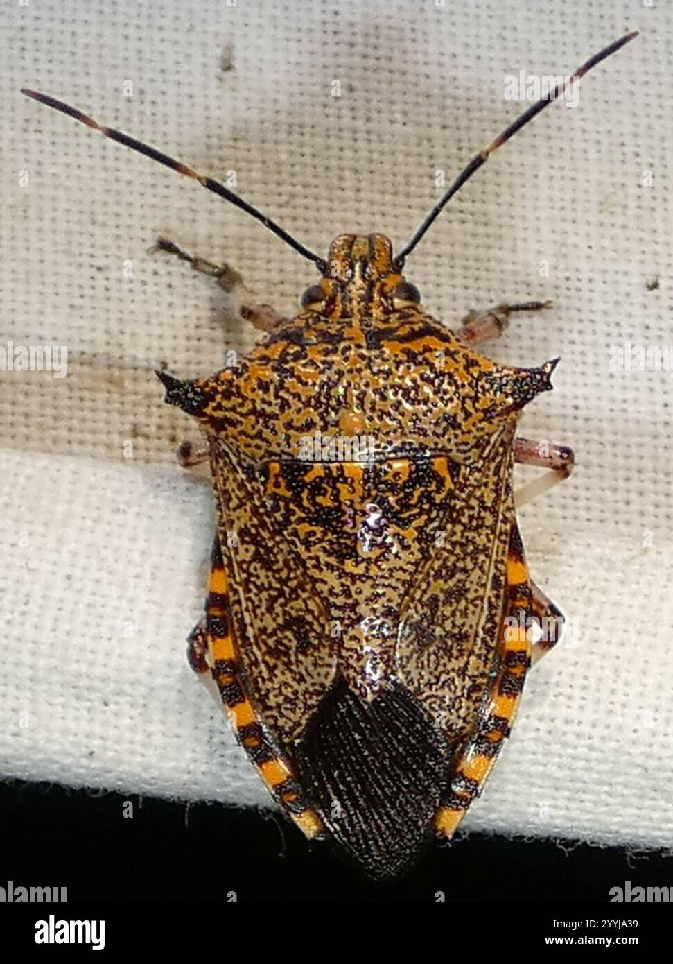 Giant Strong-nosed Stink Bug (Alcaeorrhynchus grandis Stock Photo - Alamy