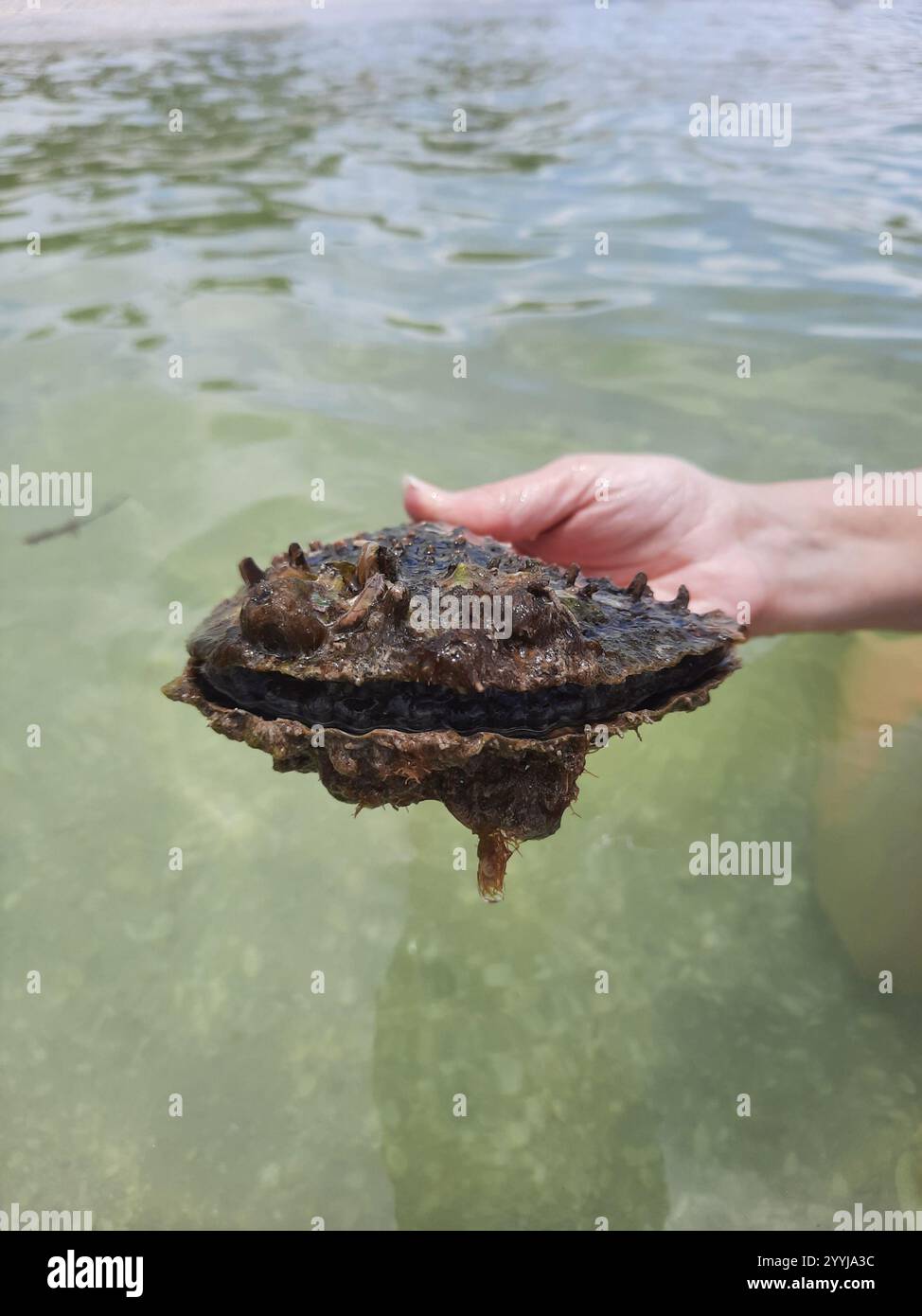 Stiff Pen Shell (Atrina rigida Stock Photo - Alamy