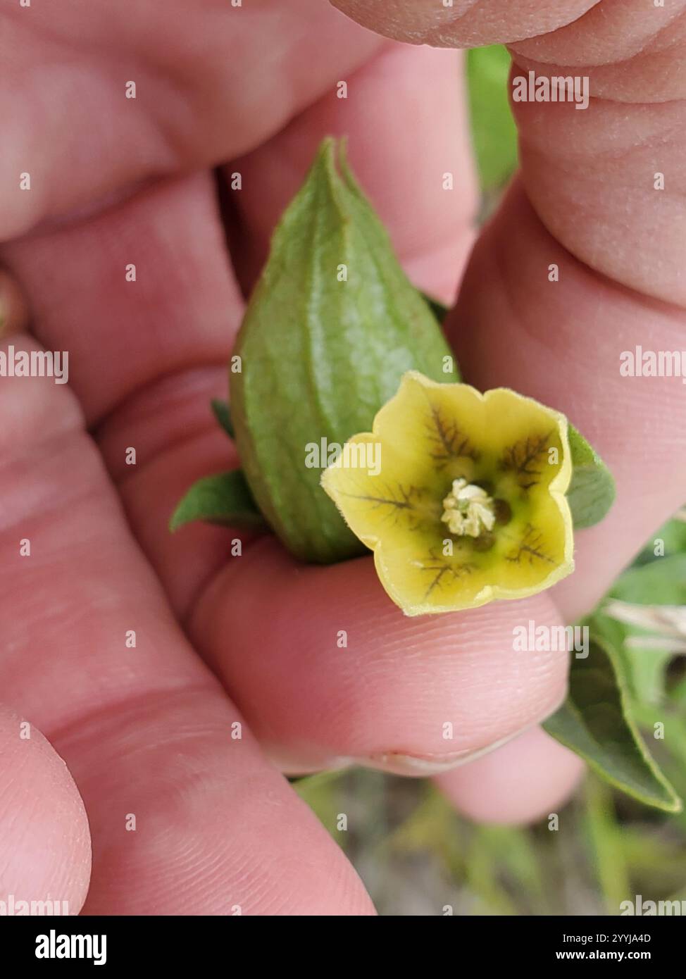 Longleaf Ground-cherry (Physalis longifolia longifolia Stock Photo - Alamy