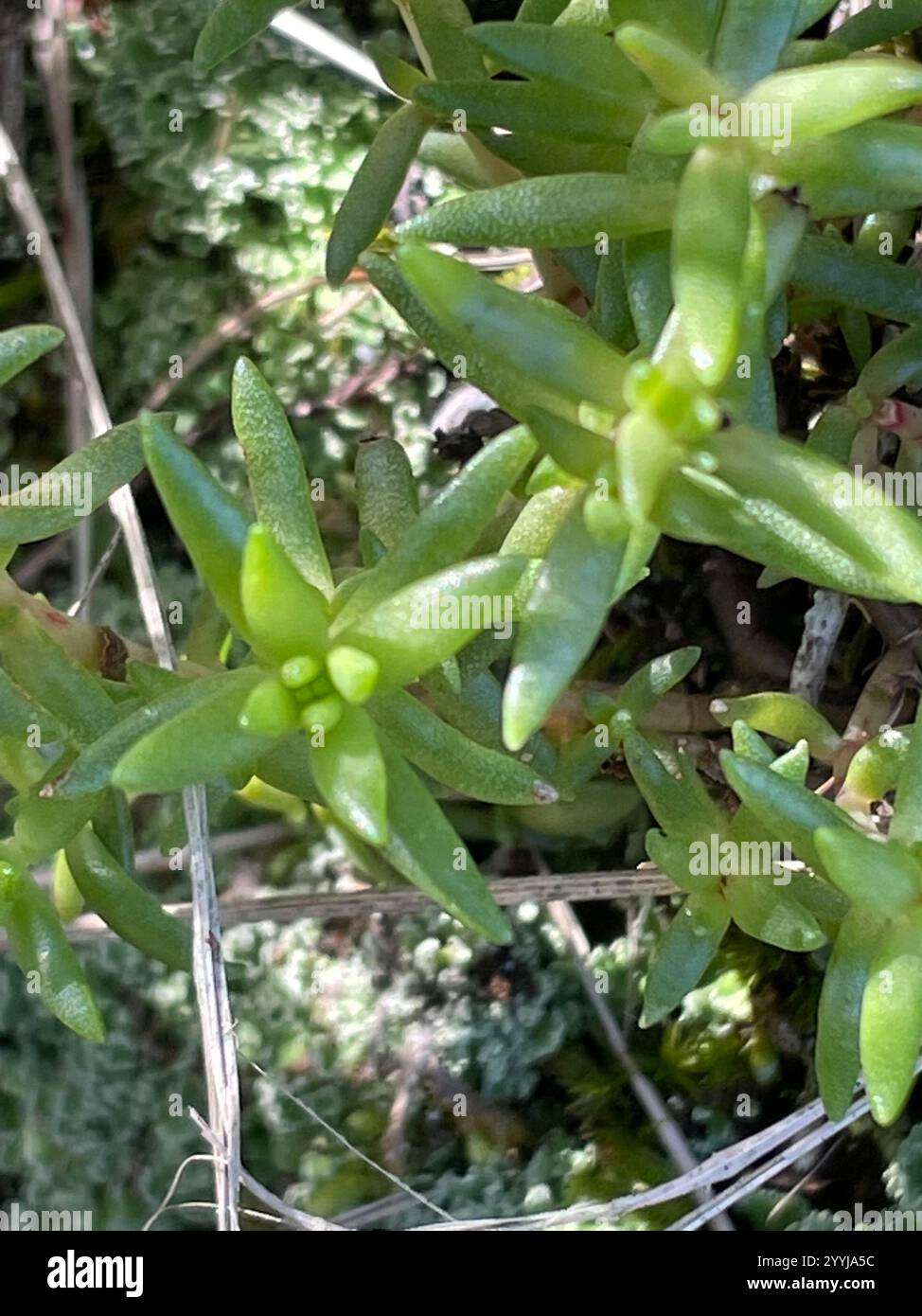 Australian Stonecrop (Crassula sieberiana Stock Photo - Alamy