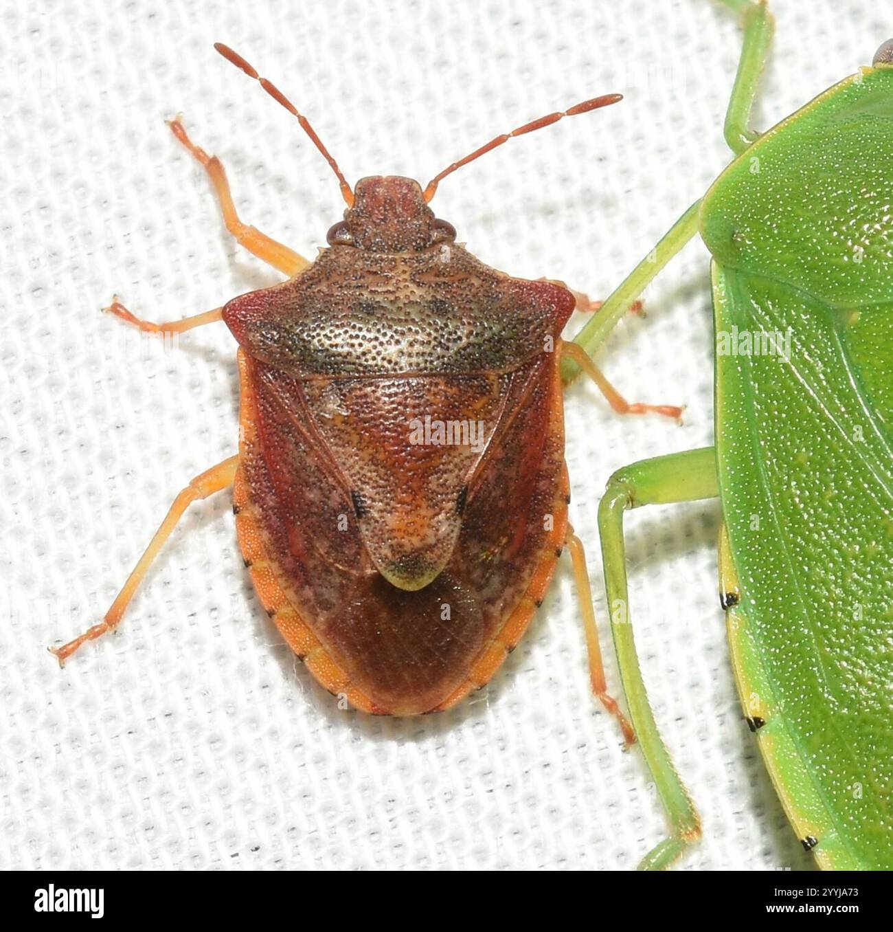 Dendrocoris hi-res stock photography and images - Alamy