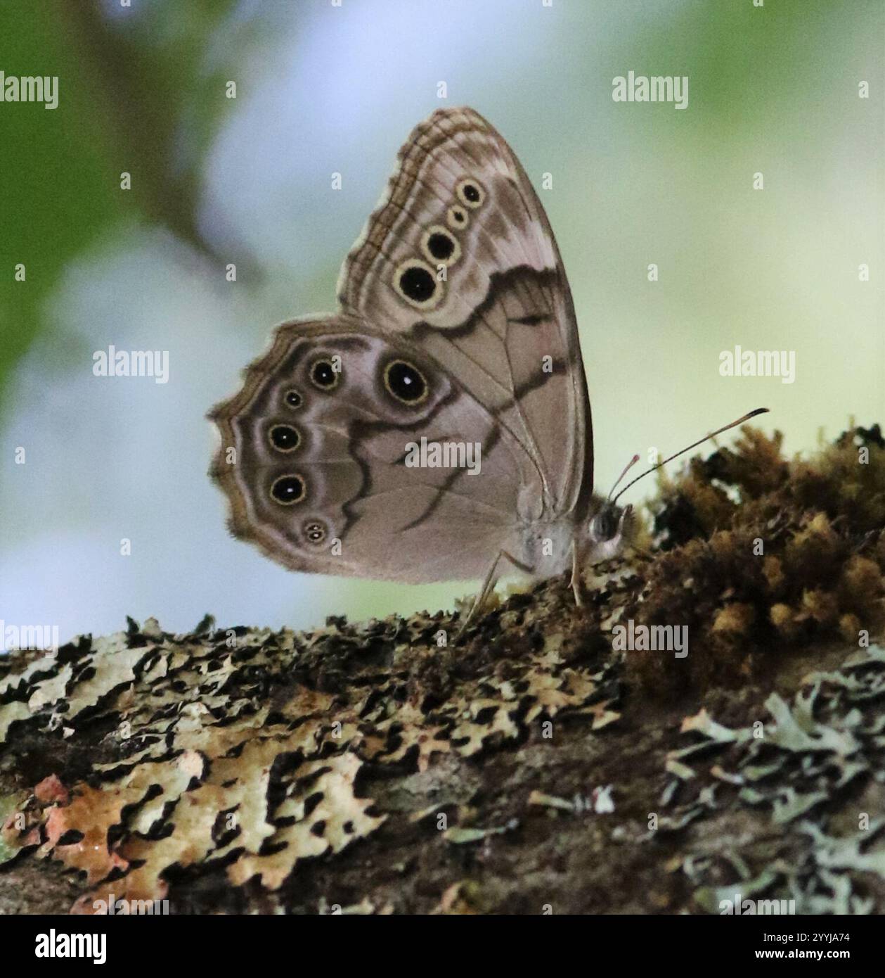 Lethe anthedon hi-res stock photography and images - Alamy