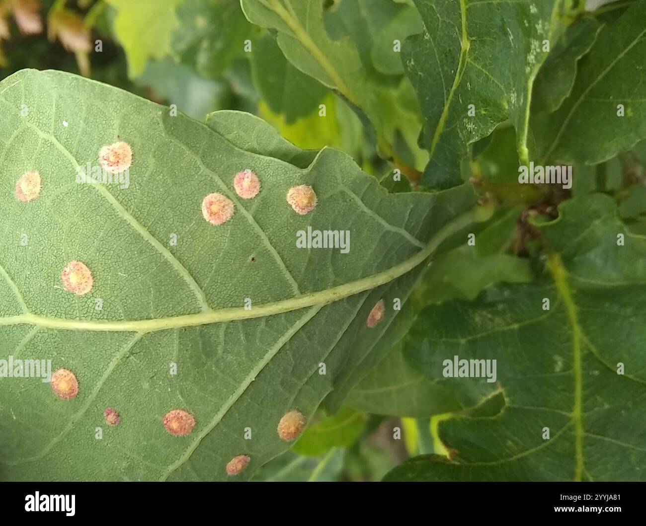 Common Spangle Gall Wasp (Neuroterus quercusbaccarum Stock Photo - Alamy
