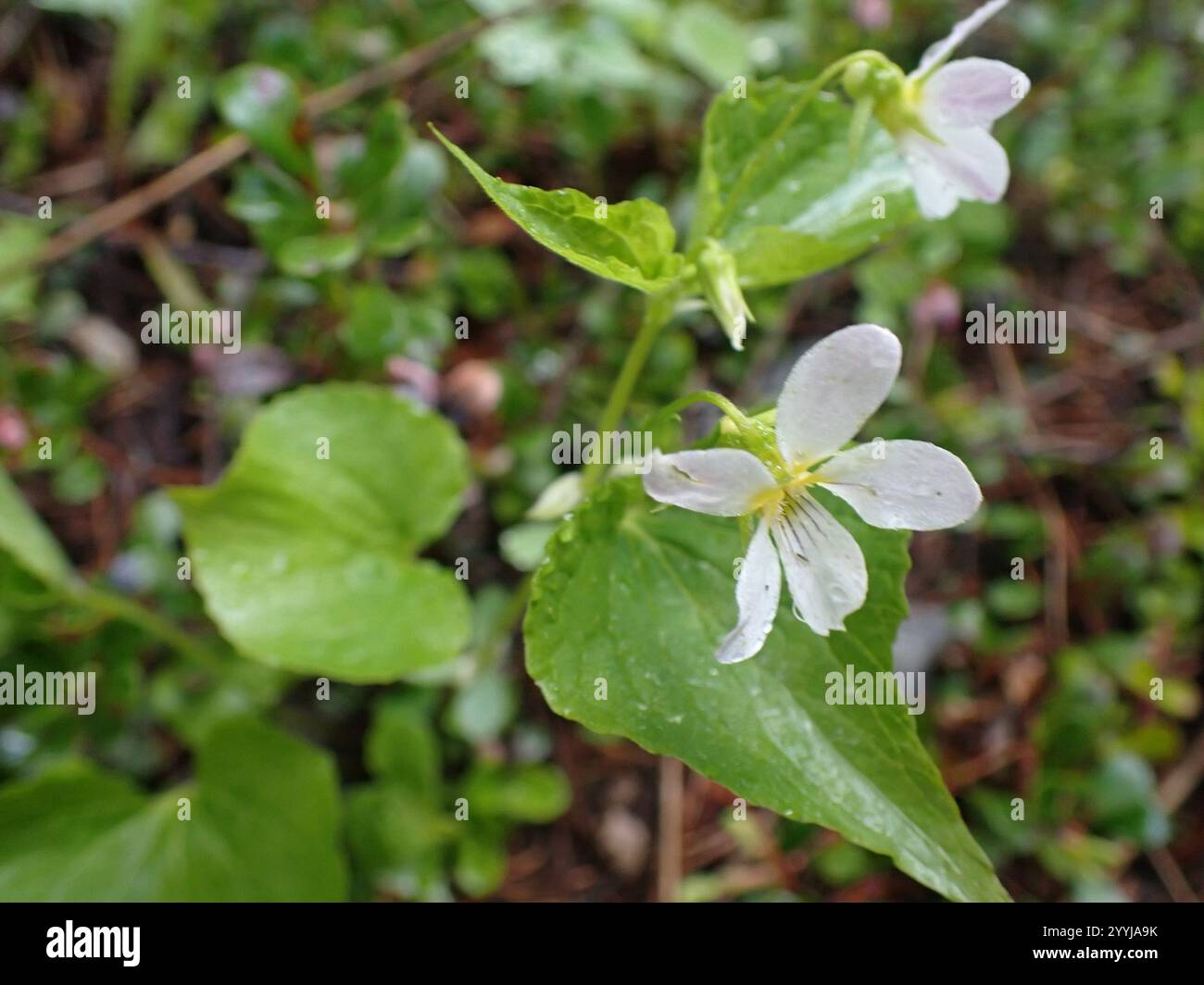 Canada Violet (Viola canadensis Stock Photo - Alamy