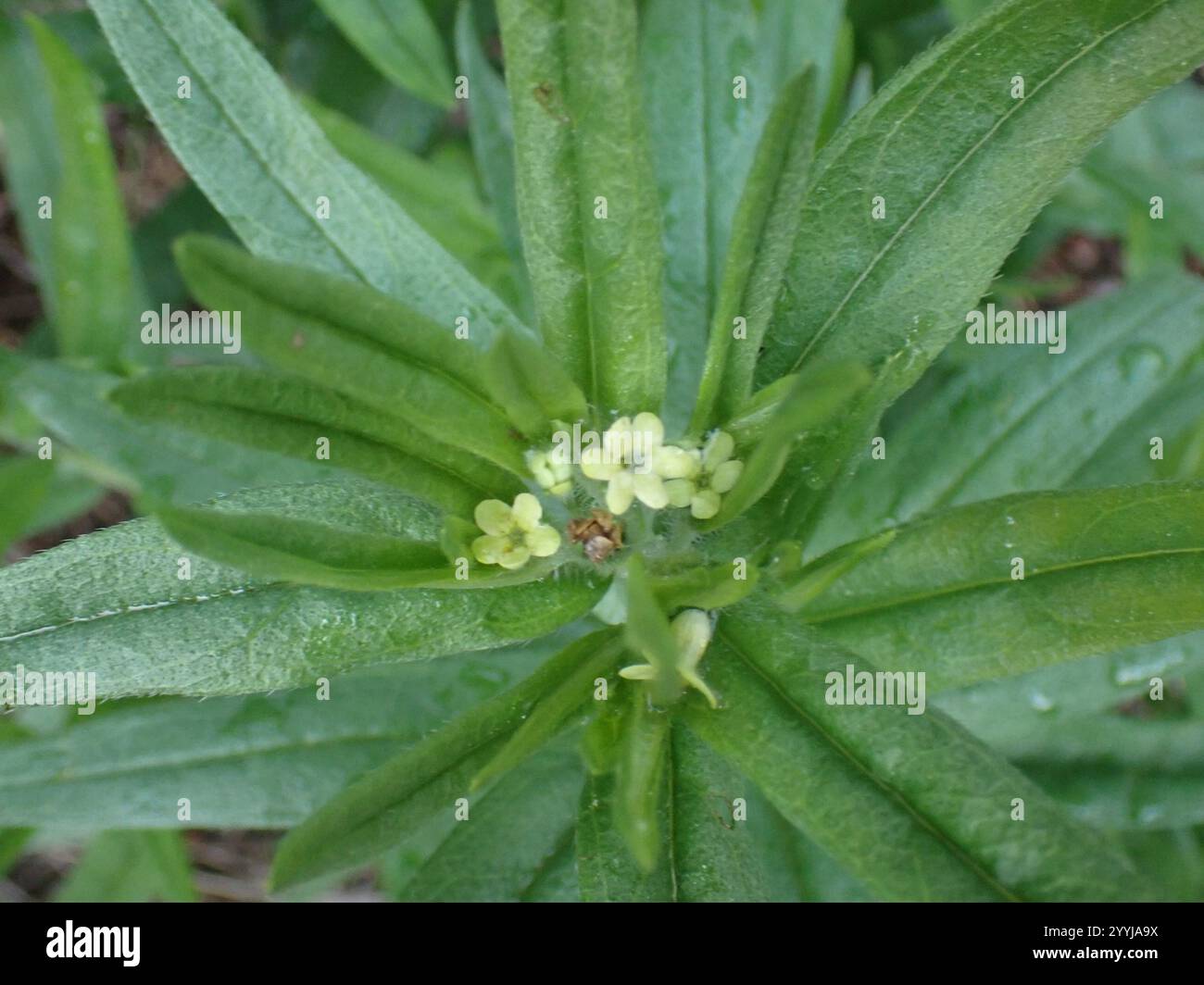 stoneseeds, puccoons, and gromwells (Lithospermum Stock Photo - Alamy