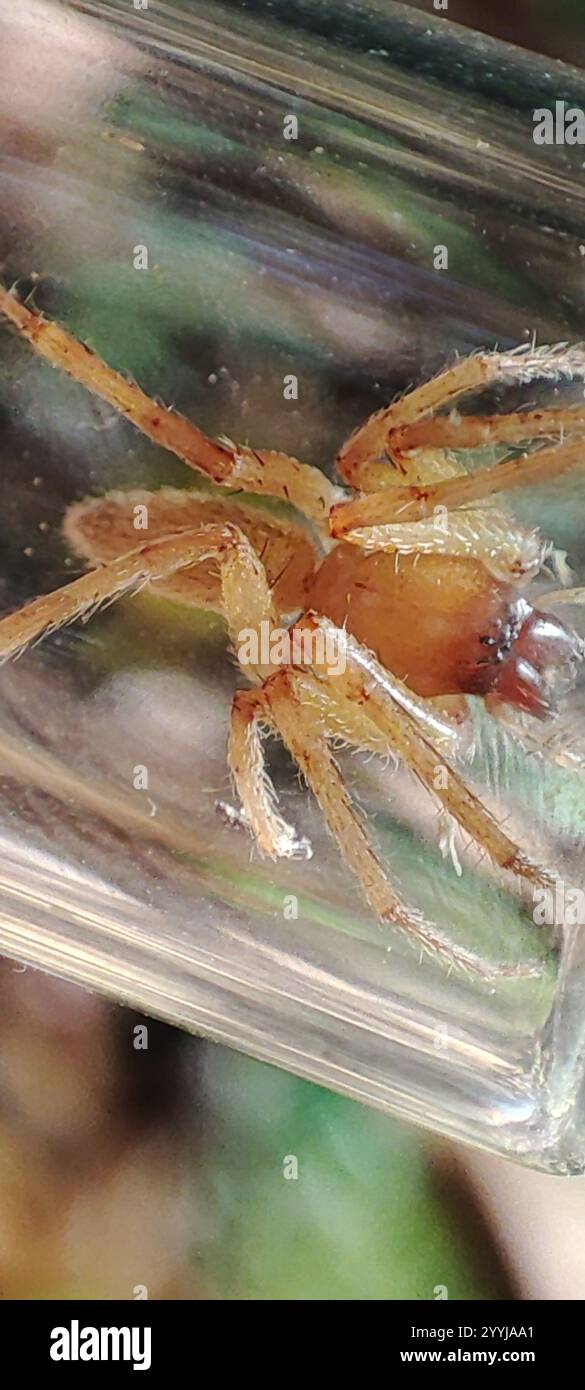 garden ghost spider (Hibana gracilis Stock Photo - Alamy