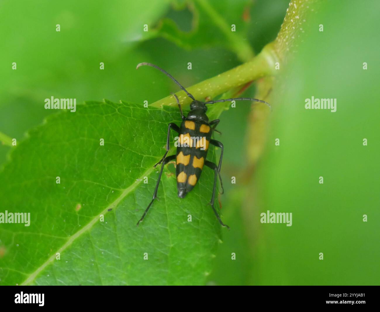 four-banded longhorn beetle (Leptura quadrifasciata Stock Photo - Alamy