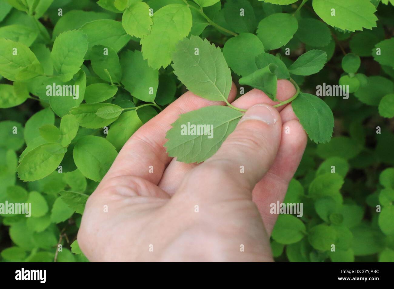 Mountain Spirea (Spiraea splendens Stock Photo - Alamy