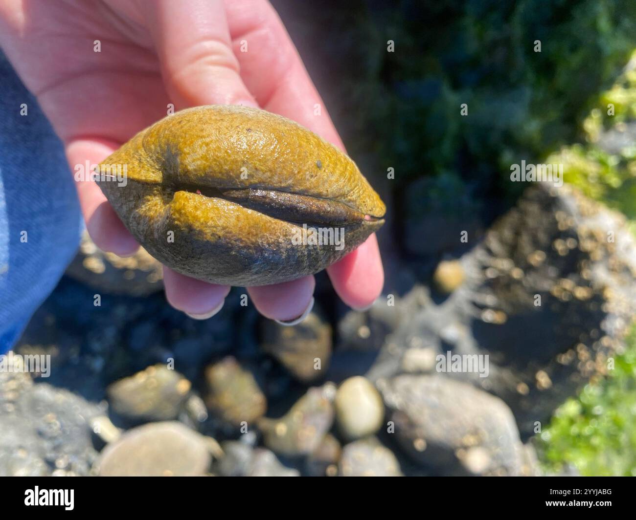 Butter Clam (Saxidomus gigantea Stock Photo - Alamy