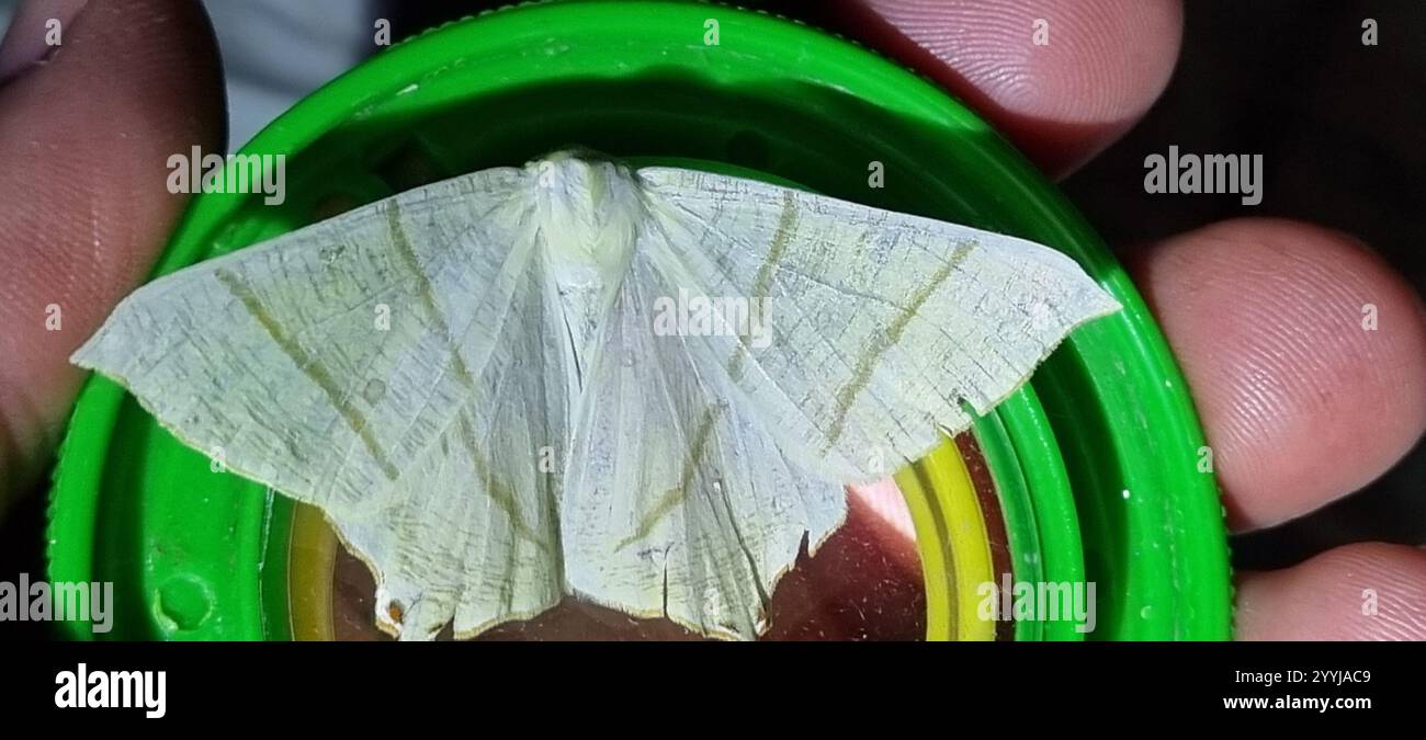 Swallow-tailed Moth (Ourapteryx sambucaria Stock Photo - Alamy