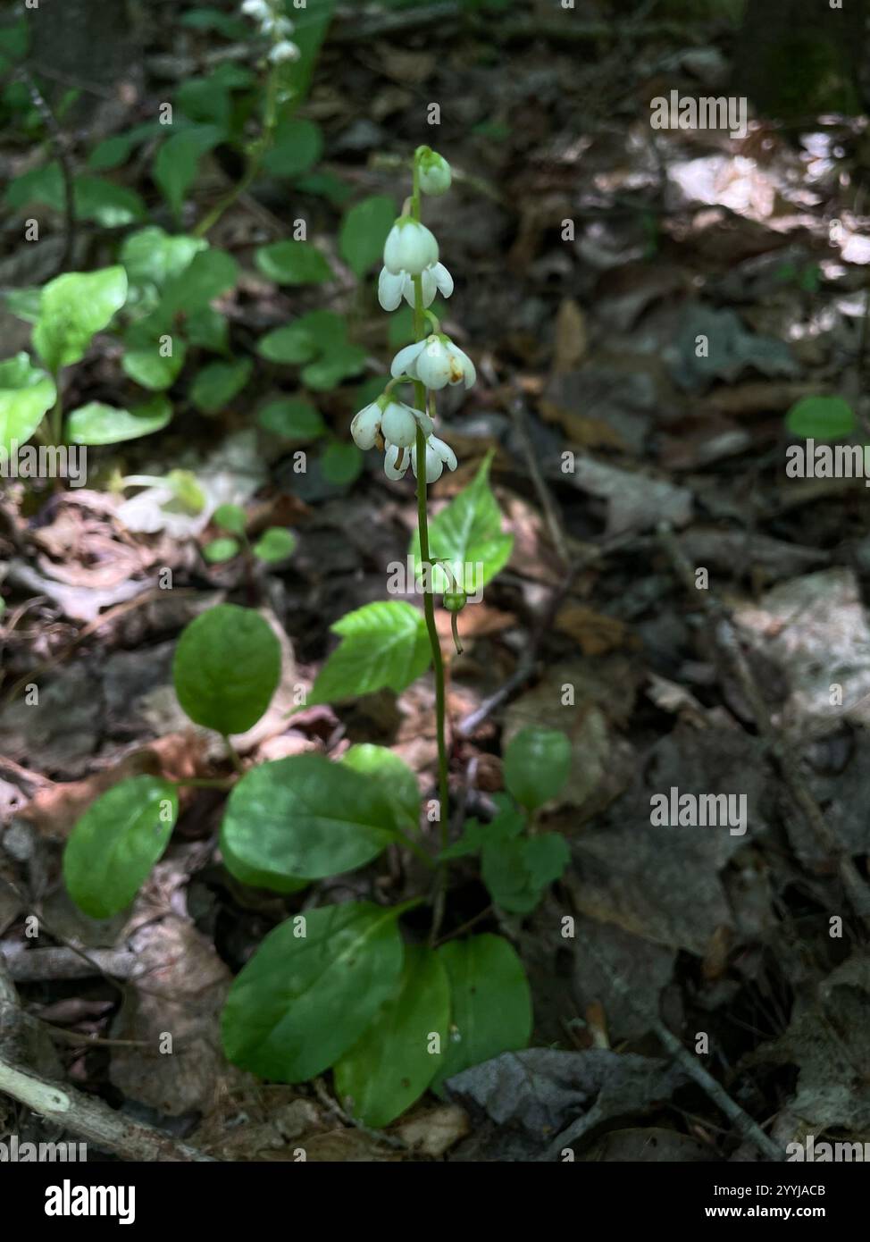 shinleaf (Pyrola elliptica Stock Photo - Alamy