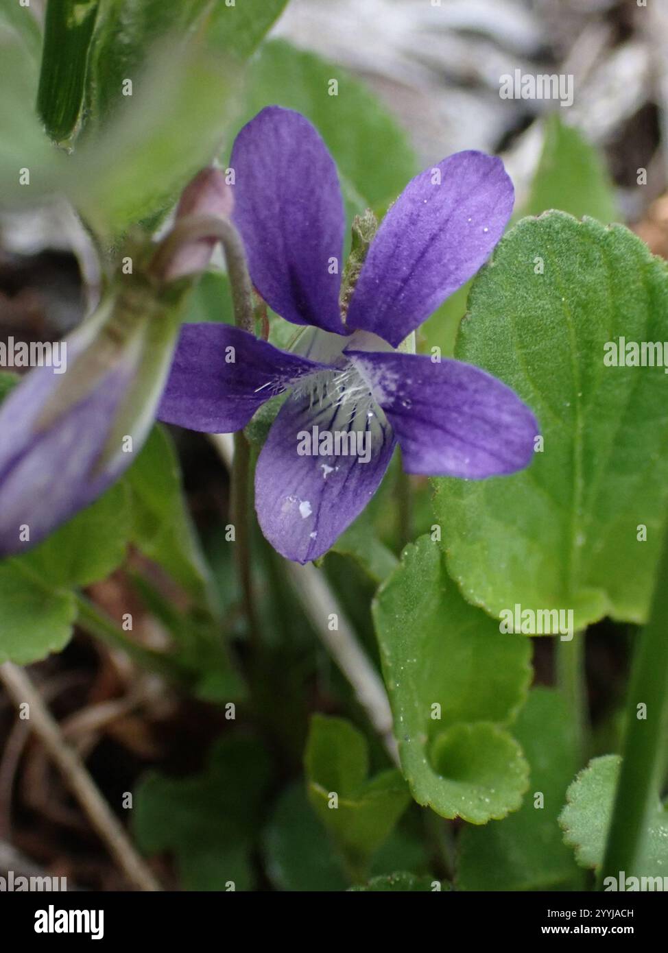hookedspur violet (Viola adunca Stock Photo - Alamy