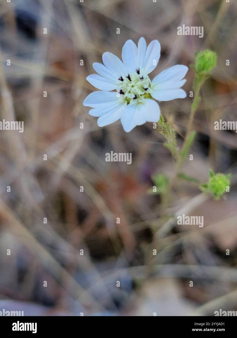 Hayfield Tarweed (Hemizonia congesta Stock Photo - Alamy