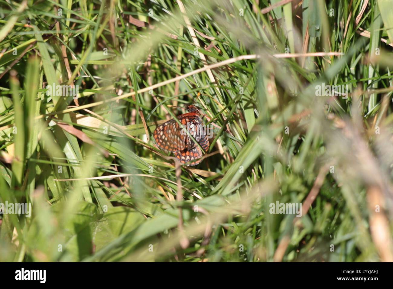 Euphydryas editha hi-res stock photography and images - Alamy