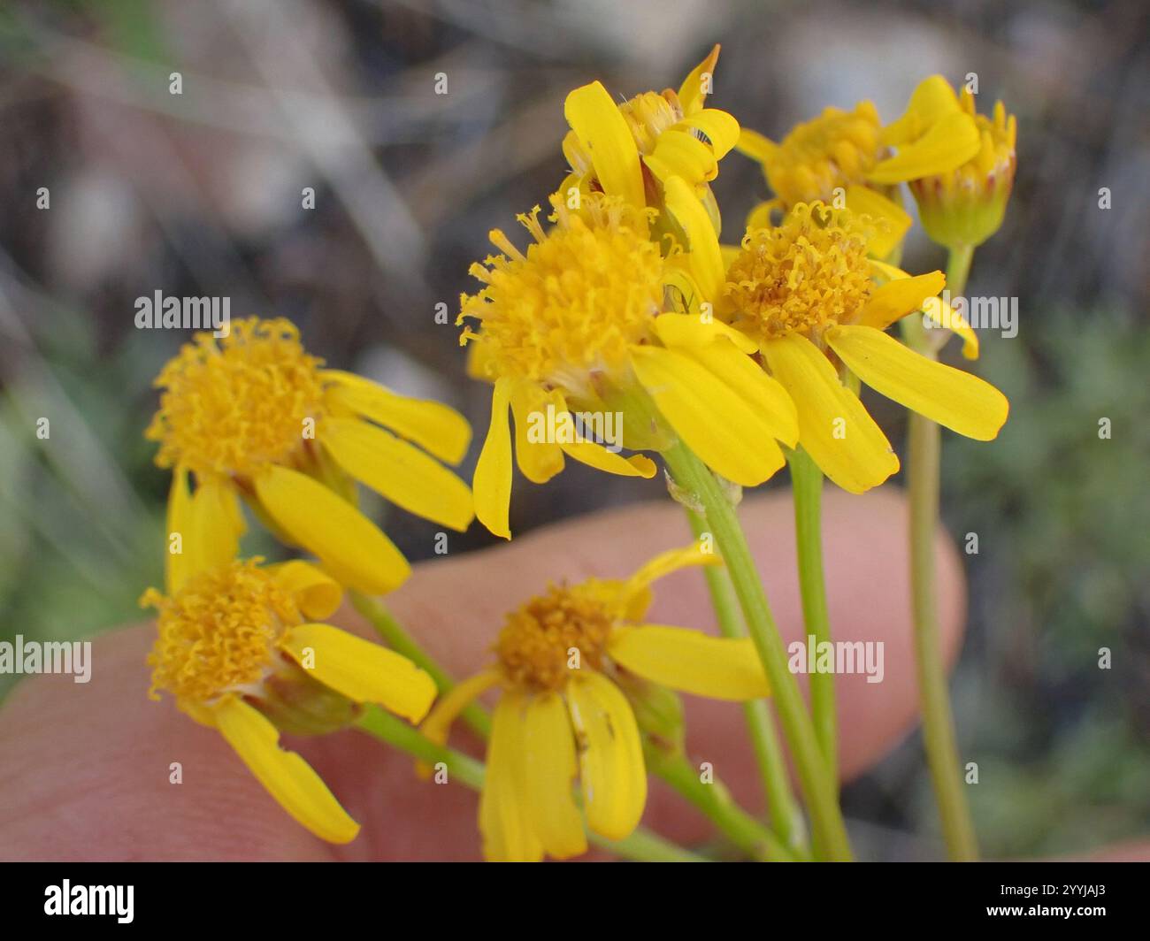 Woolly groundsel hi-res stock photography and images - Alamy