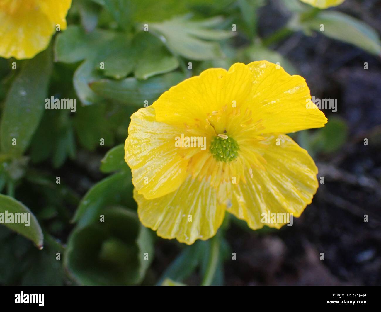 Eschscholtz's Buttercup (Ranunculus eschscholtzii Stock Photo - Alamy