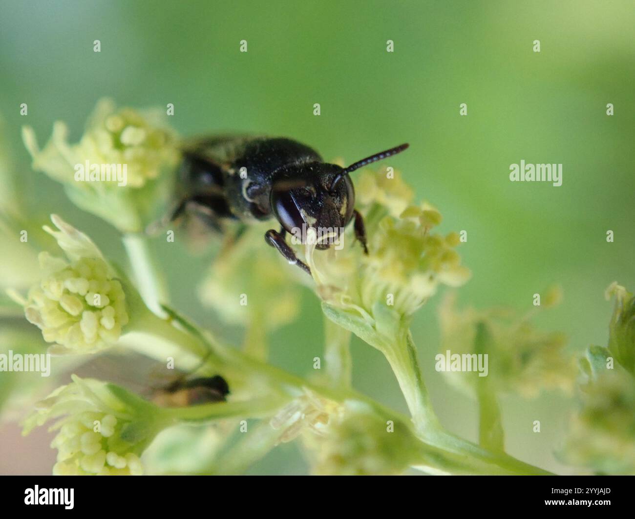 Masked Bees (Hylaeus Stock Photo - Alamy