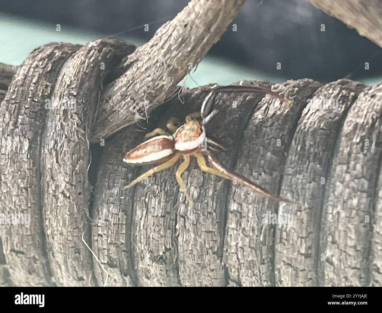 Common Hentz Jumping Spider (Hentzia palmarum Stock Photo - Alamy