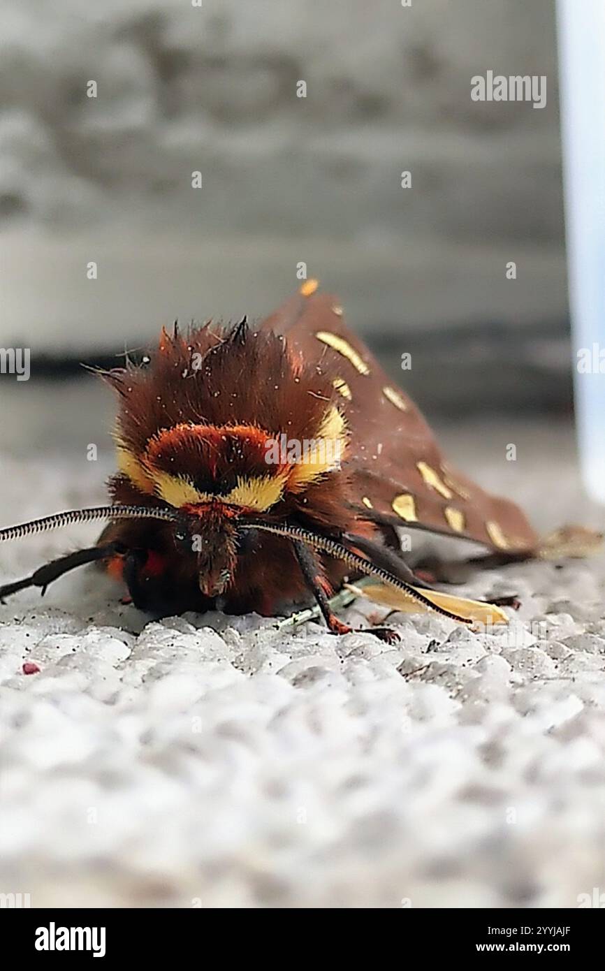 St. Lawrence Tiger Moth (Arctia parthenos Stock Photo - Alamy