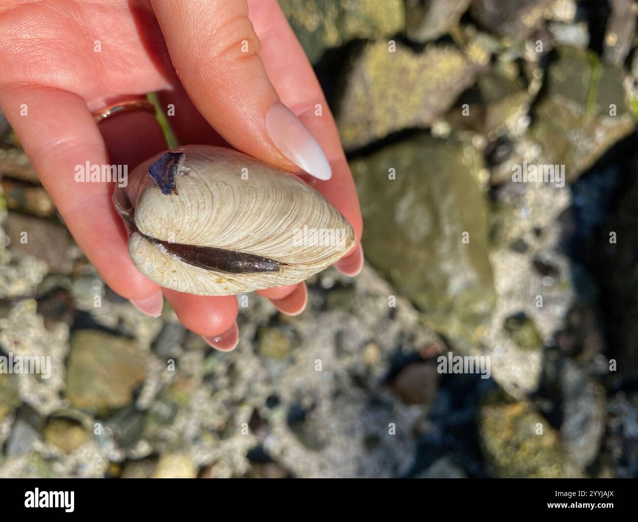 Butter Clam (Saxidomus gigantea Stock Photo - Alamy