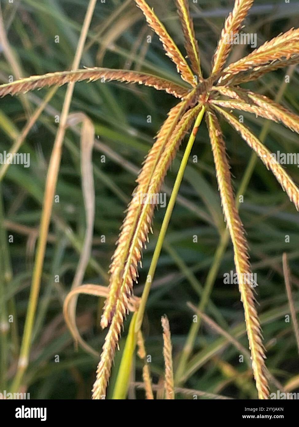 Chloris gayana hi-res stock photography and images - Alamy