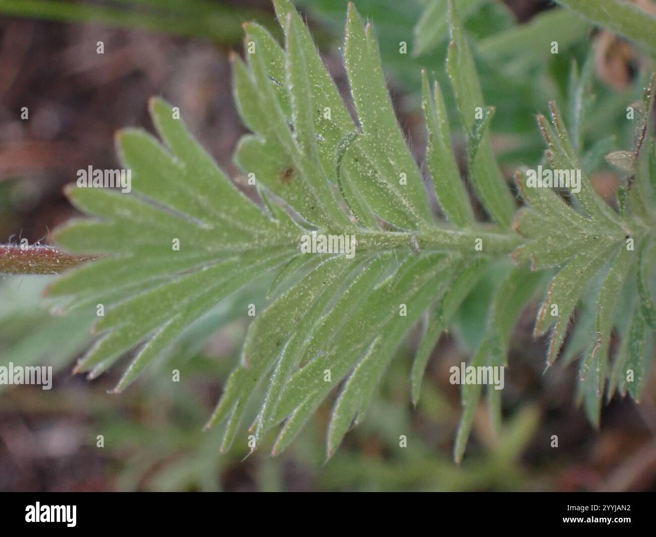 prairie smoke (Geum triflorum Stock Photo - Alamy