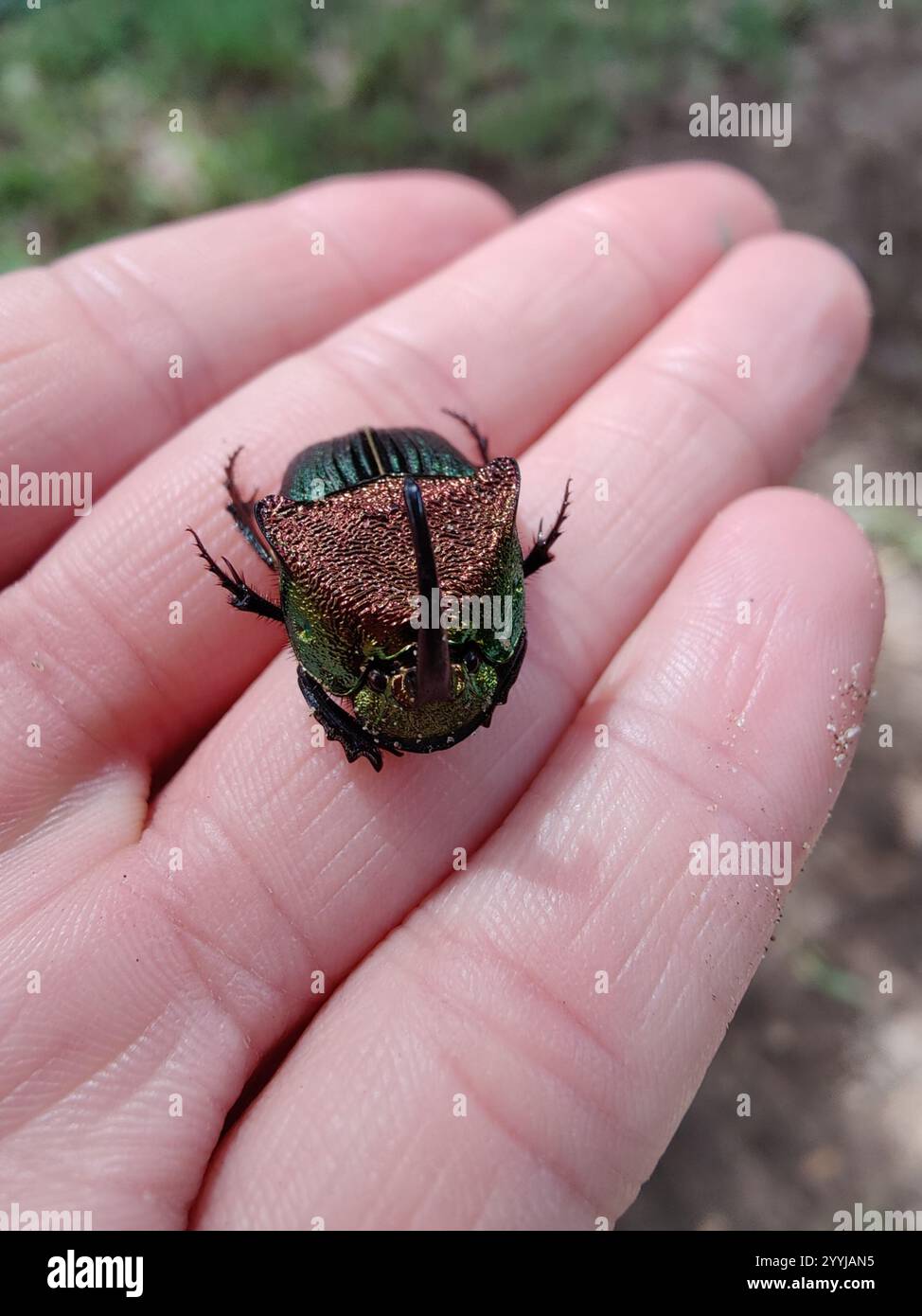 Rainbow Scarab (Phanaeus vindex Stock Photo - Alamy