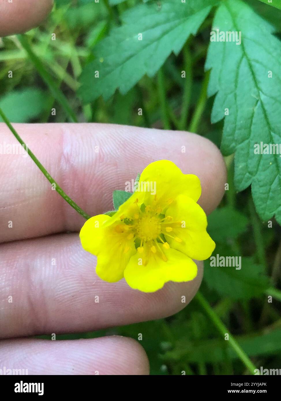 Creeping cinquefoil (Potentilla reptans Stock Photo - Alamy