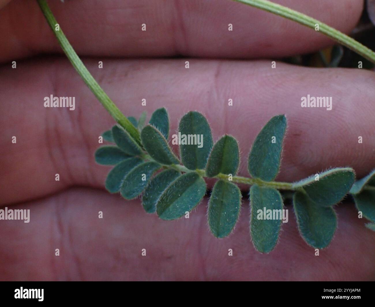 Alpine Milkvetch (Astragalus alpinus Stock Photo - Alamy