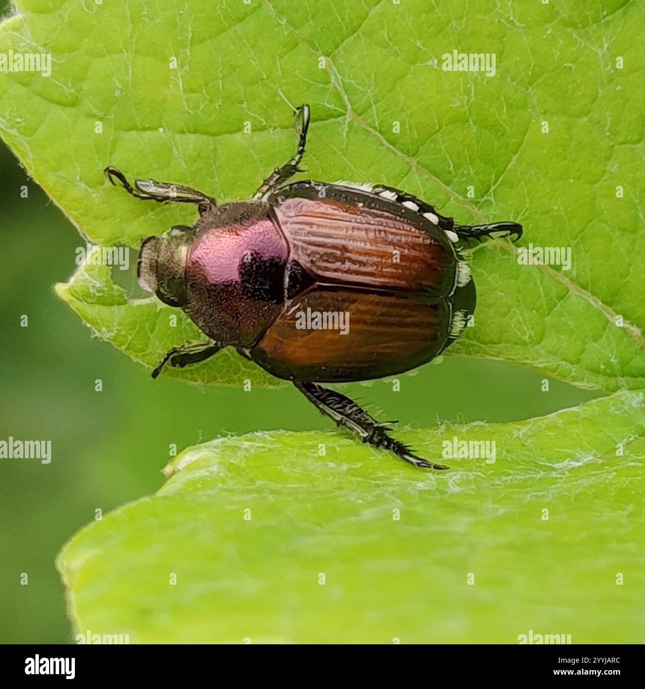 Japanese Beetle (Popillia japonica Stock Photo - Alamy