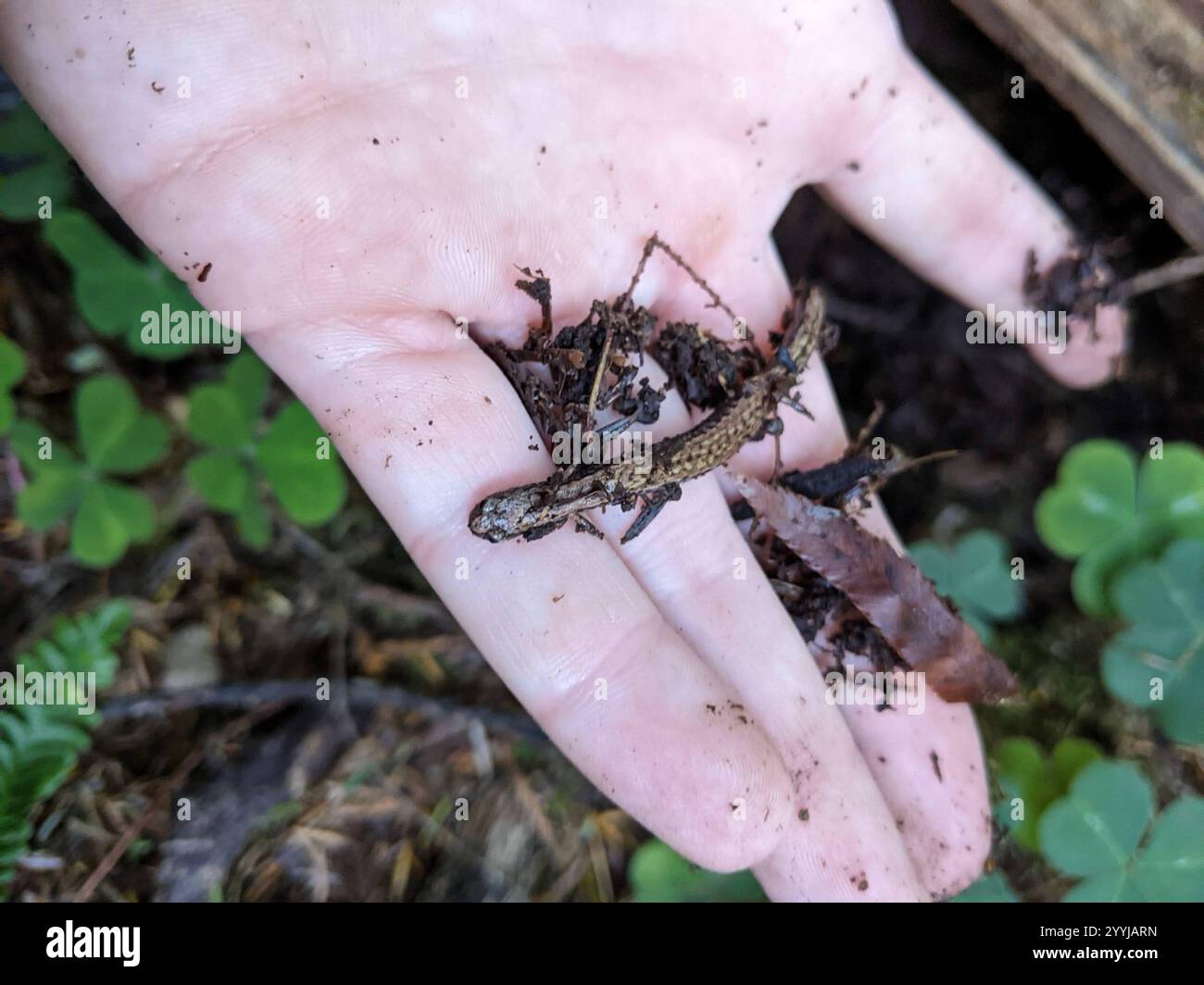 California Slender Salamander (Batrachoseps attenuatus Stock Photo - Alamy